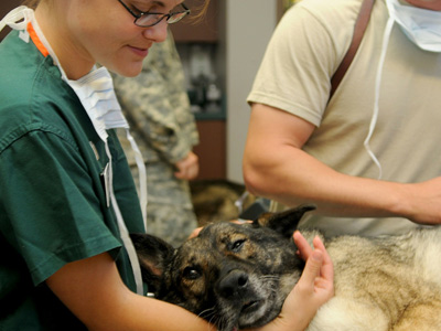 Veterinary Assistant Training & Classes - Milwaukee Career College